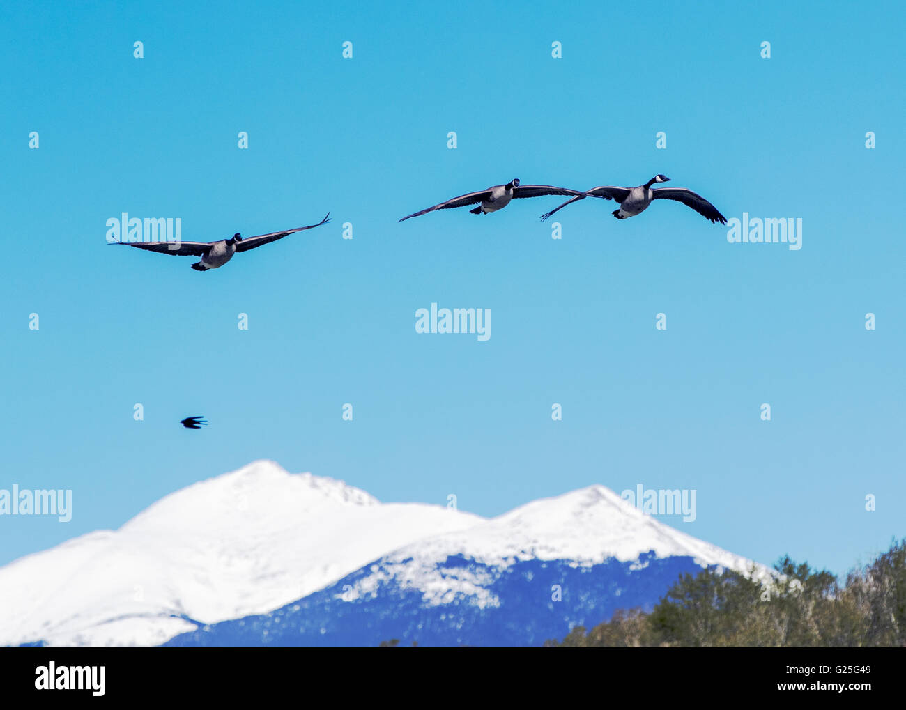 Canada Geese in flight against clear blue sky; snow covered Rocky ...