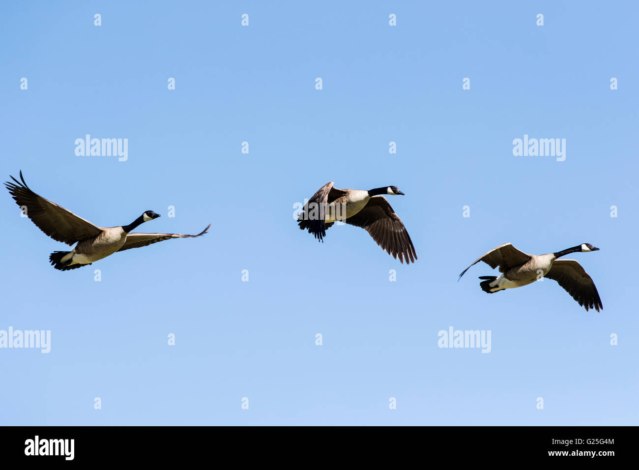 Flying goose geese hi-res stock photography and images - Alamy