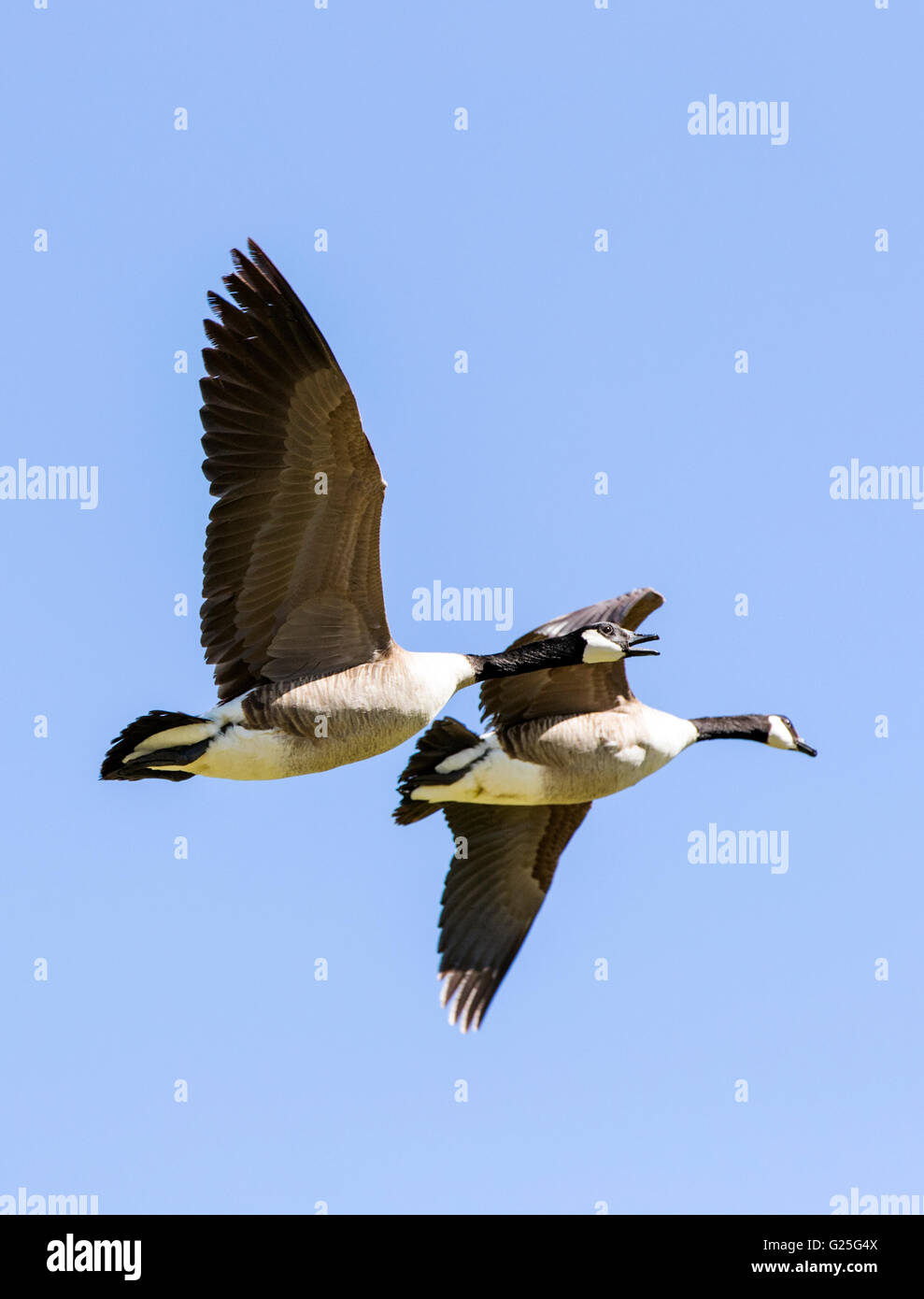Flying birds hi-res stock photography and images - Alamy
