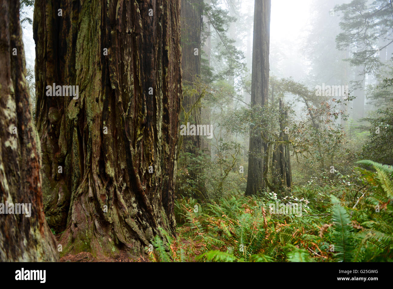 Redwood National Park Stock Photo - Alamy