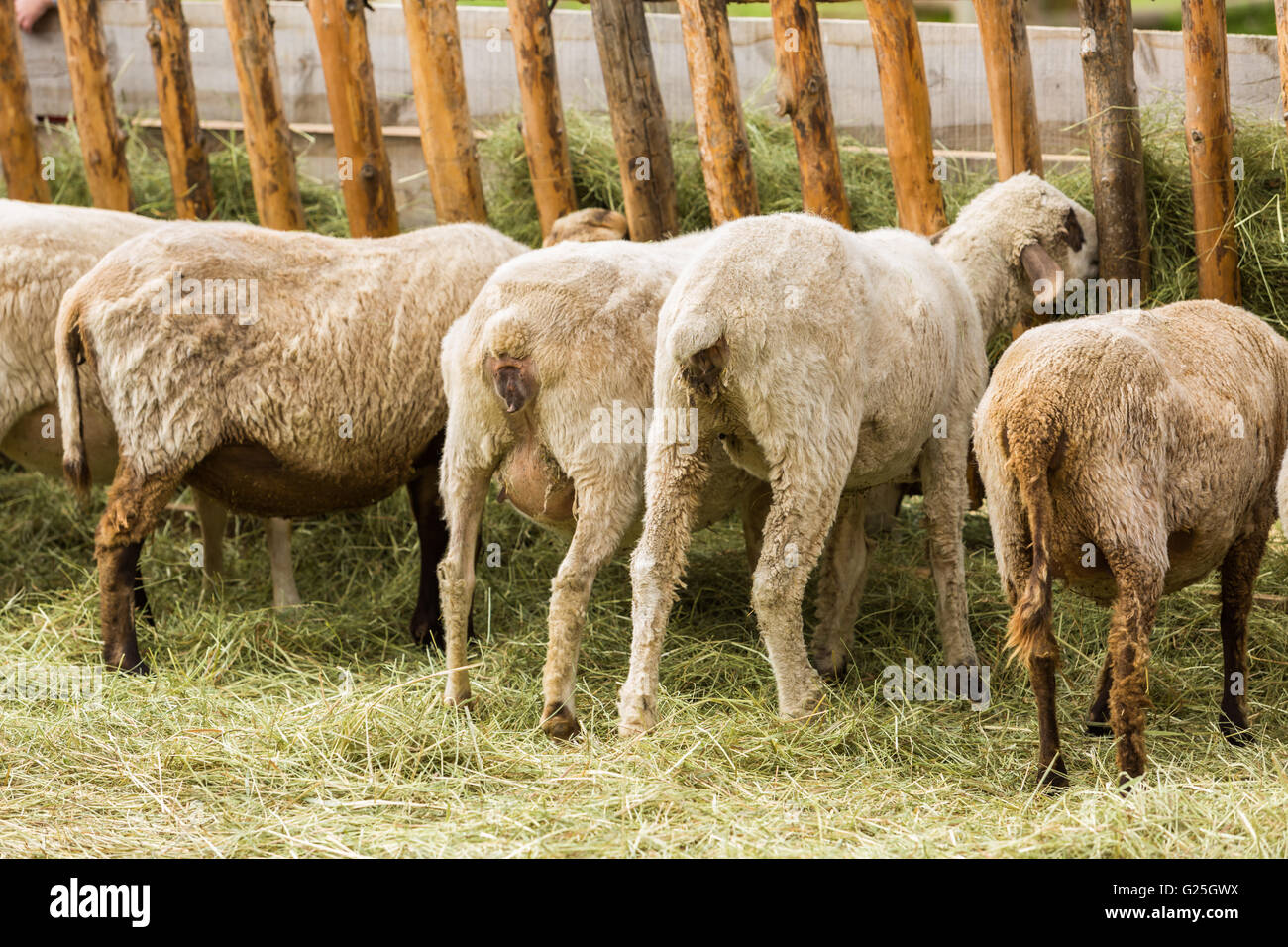 Sheep shapes hi-res stock photography and images - Alamy