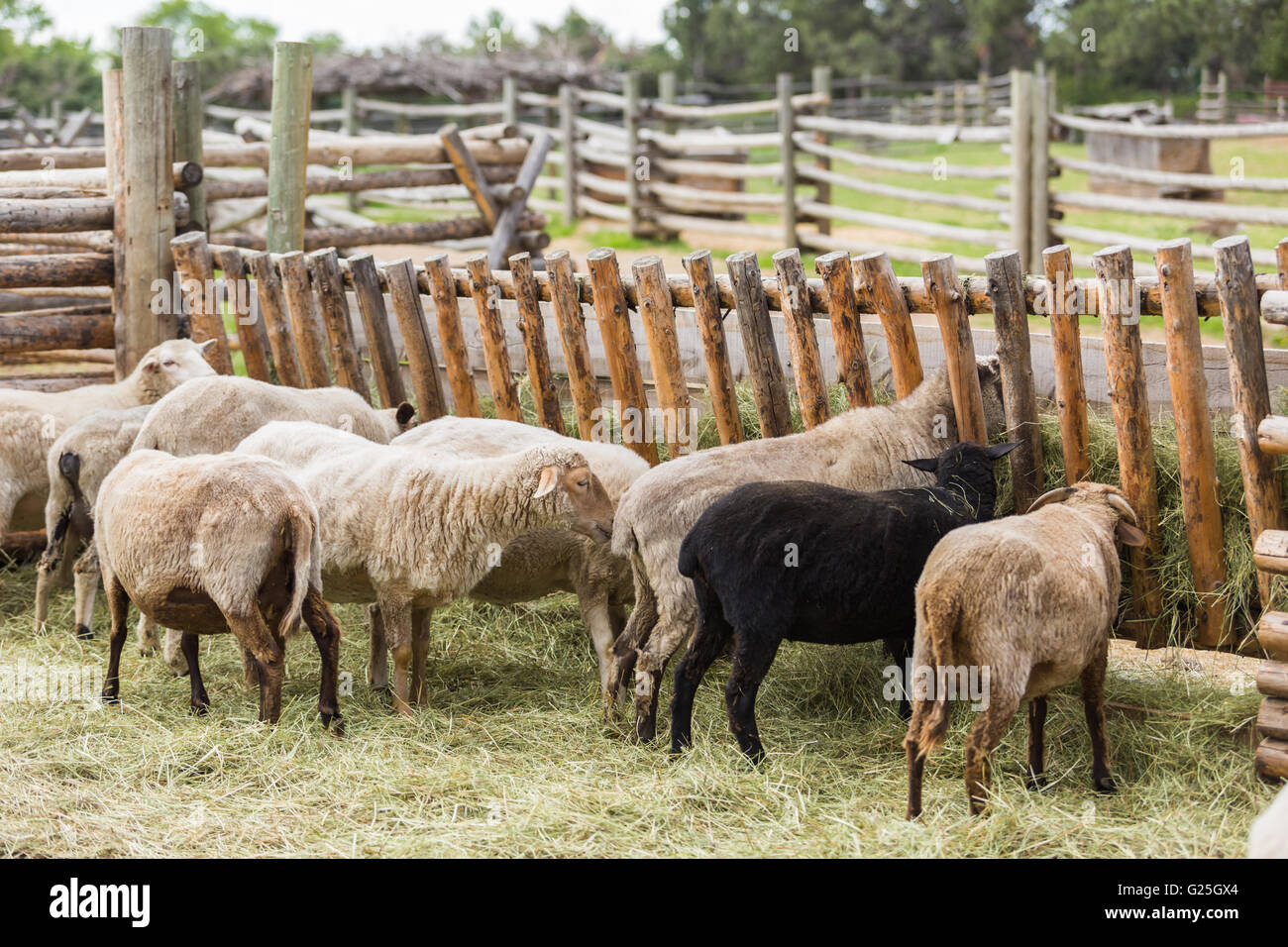 Sheep outside on the farm in the Summer Stock Photo - Alamy