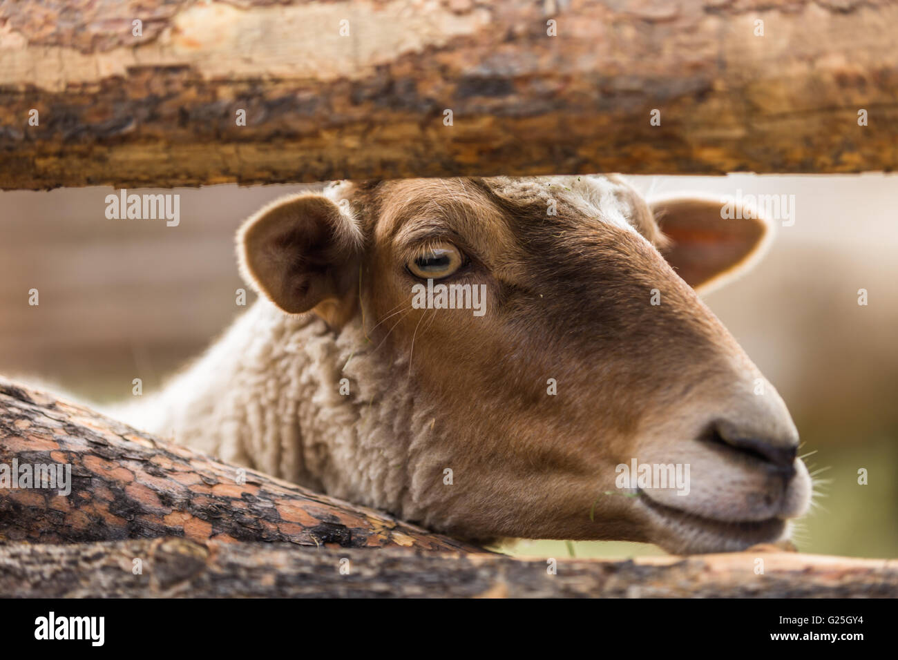 Sheep outside on the farm in the Summer Stock Photo - Alamy