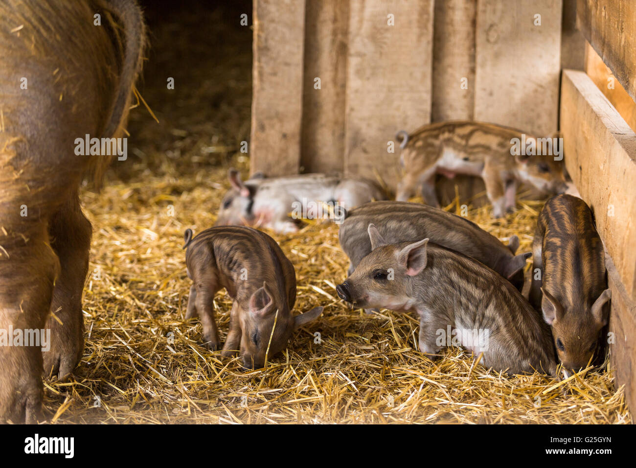 Piglets in the barn on the farm Stock Photo - Alamy