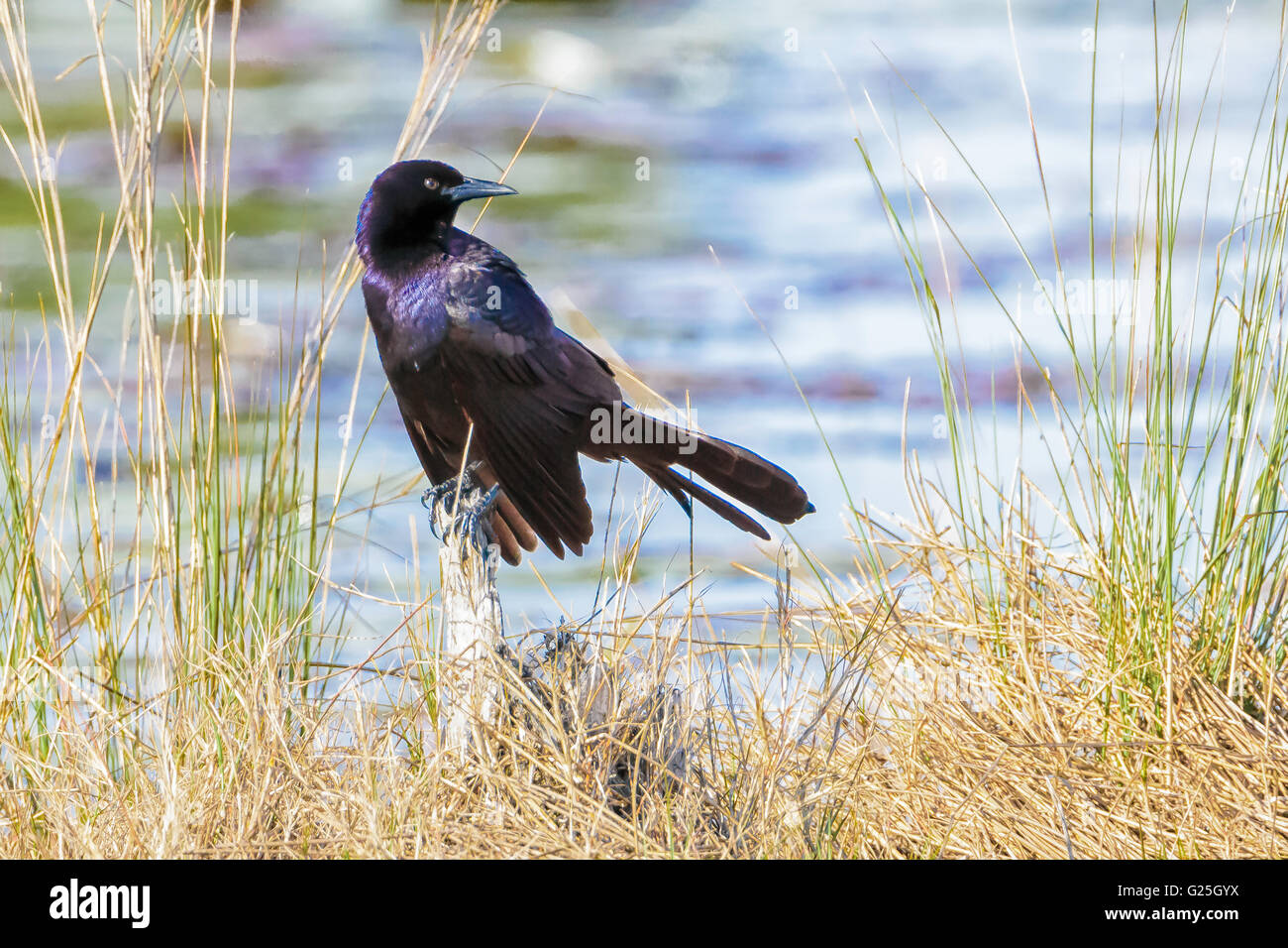 Grackle bird hi-res stock photography and images - Alamy