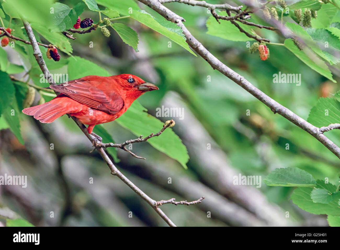 Summer tanager hi-res stock photography and images - Alamy