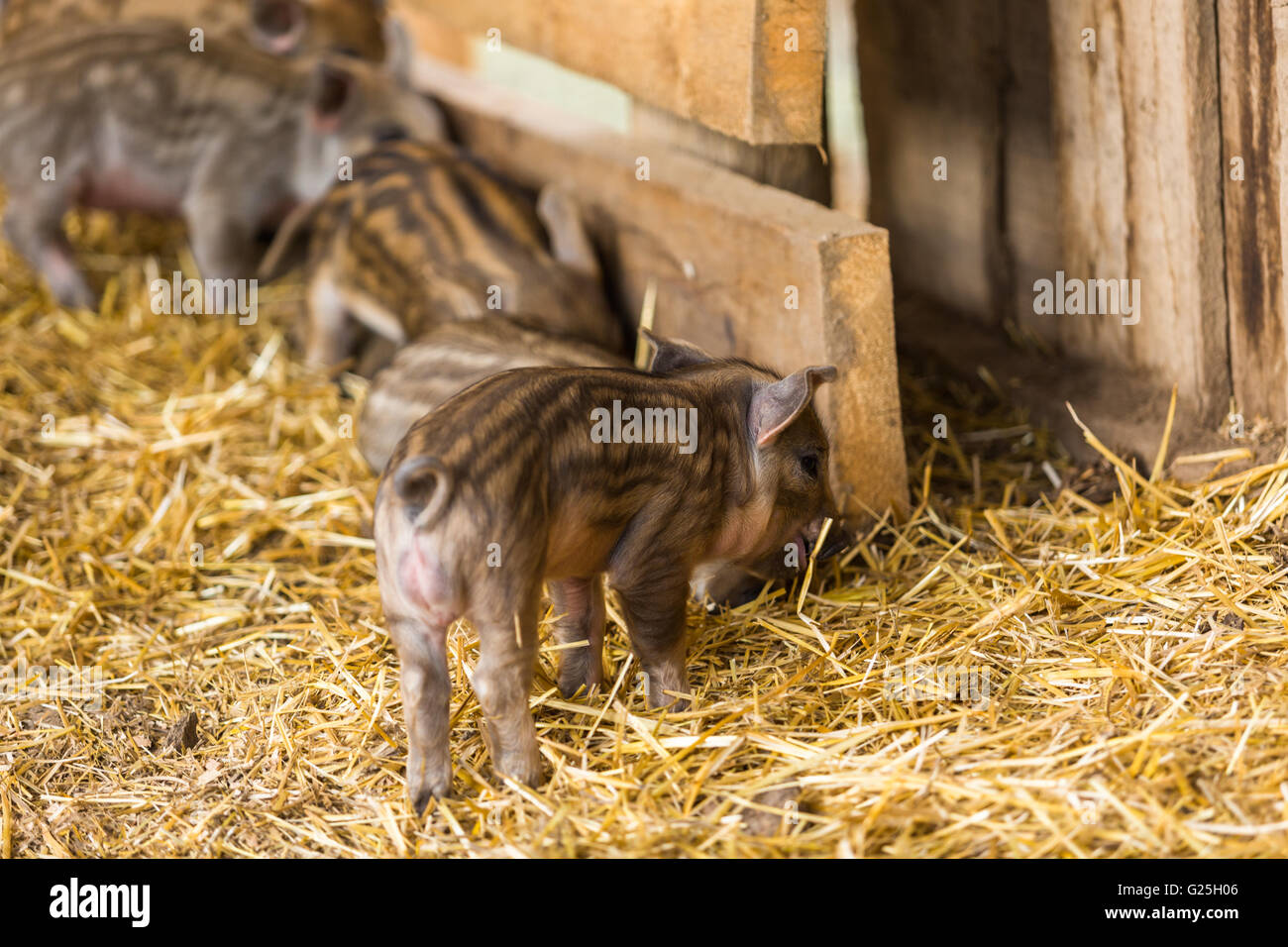 Piglets in the barn on the farm Stock Photo - Alamy
