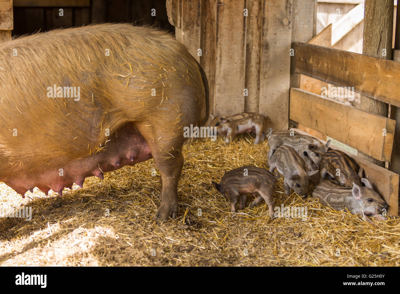 Piglets in the barn on the farm Stock Photo - Alamy
