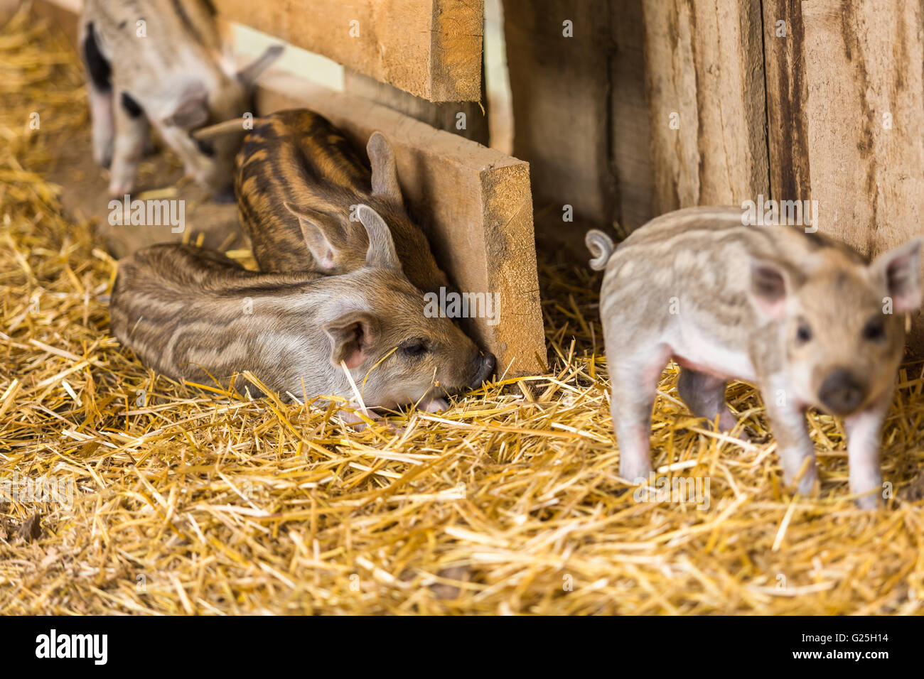 Piglets in the barn on the farm Stock Photo - Alamy