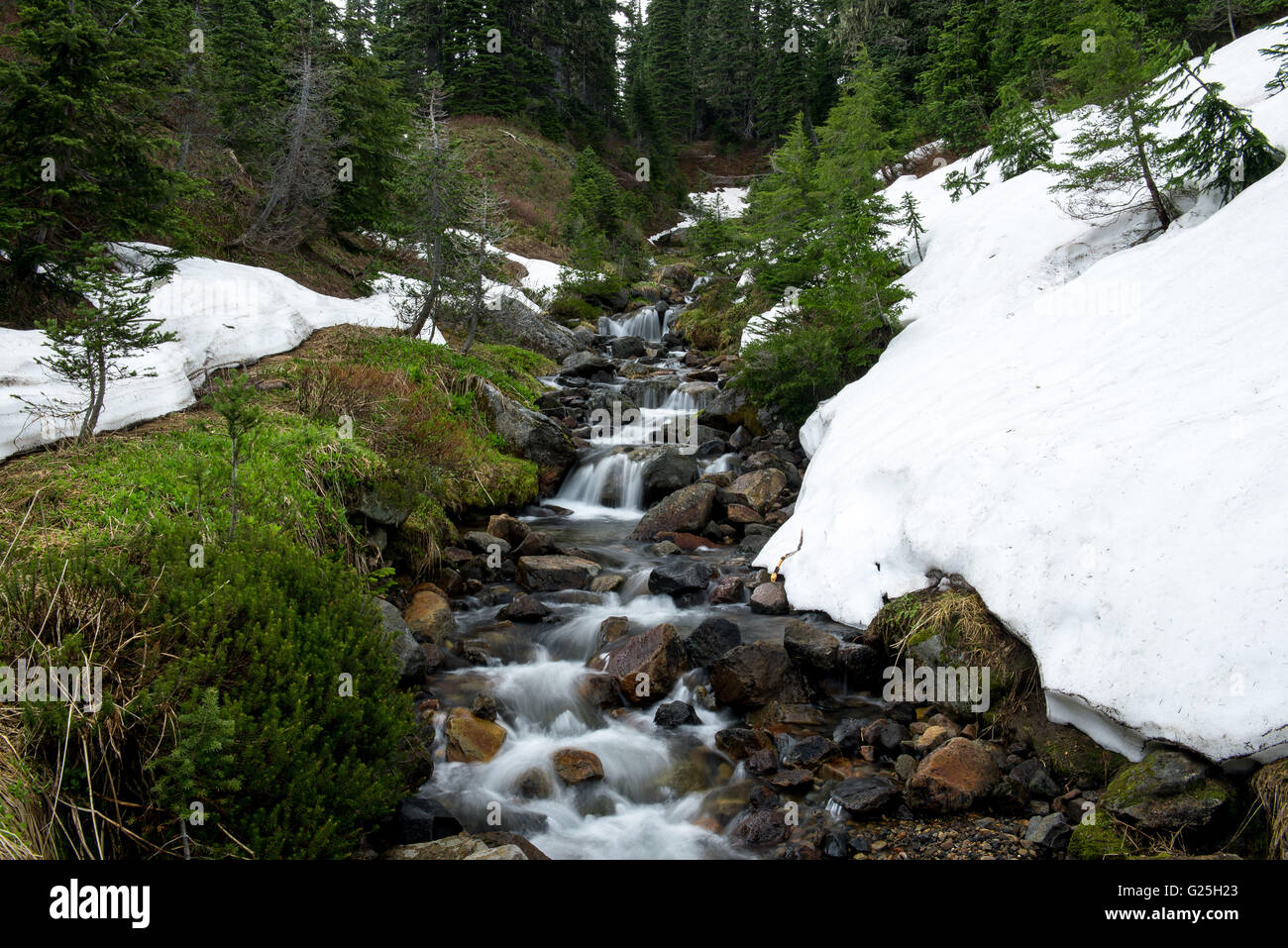 Mt Ranier National Park Stock Photo - Alamy