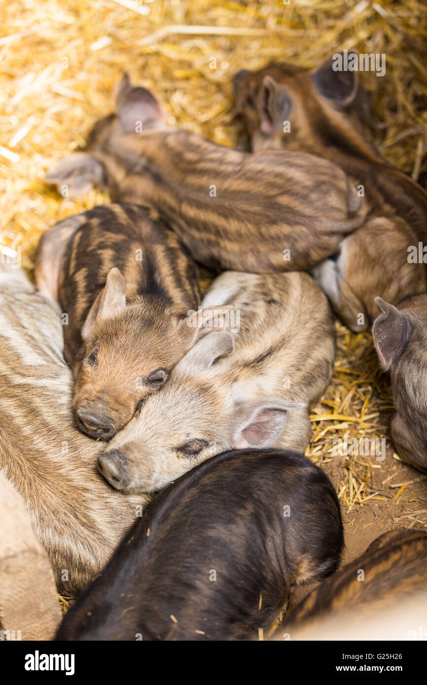 Piglets in the barn on the farm Stock Photo - Alamy