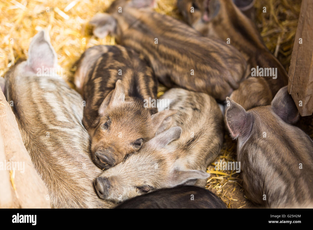 Piglets in the barn on the farm Stock Photo - Alamy