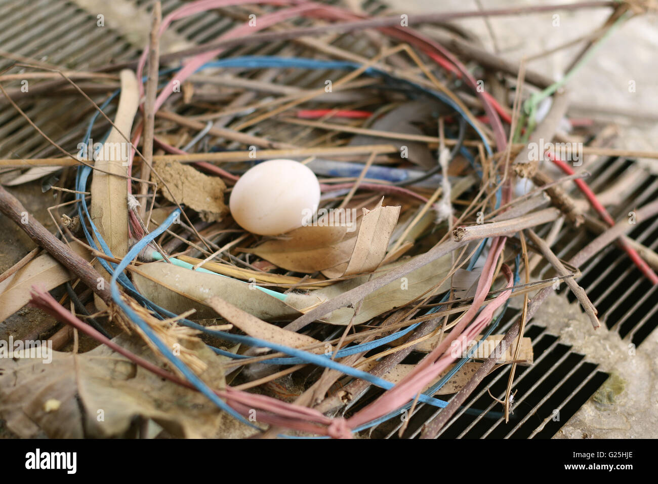 Pigeon egg hi-res stock photography and images - Alamy
