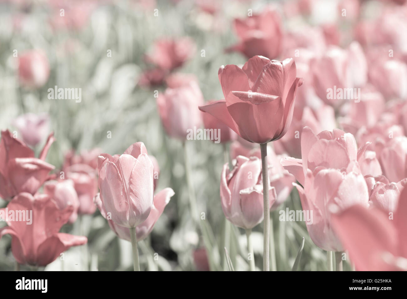 Red and pink tulips in a garden Stock Photo - Alamy