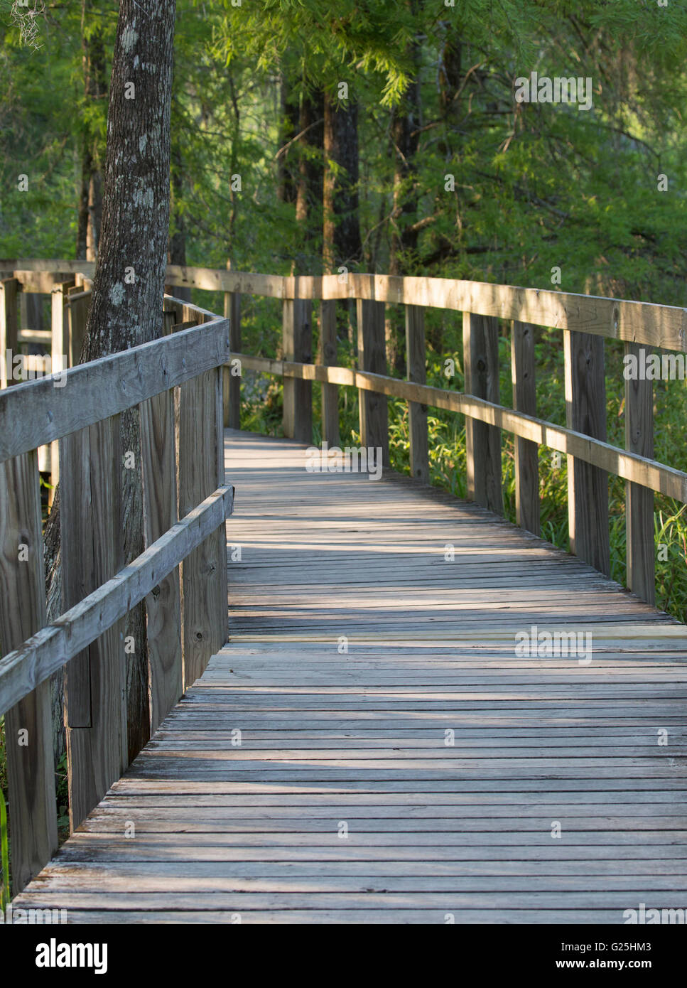 Boardwalk trail through trees in Cypress Island Preserve, Lake Martin ...