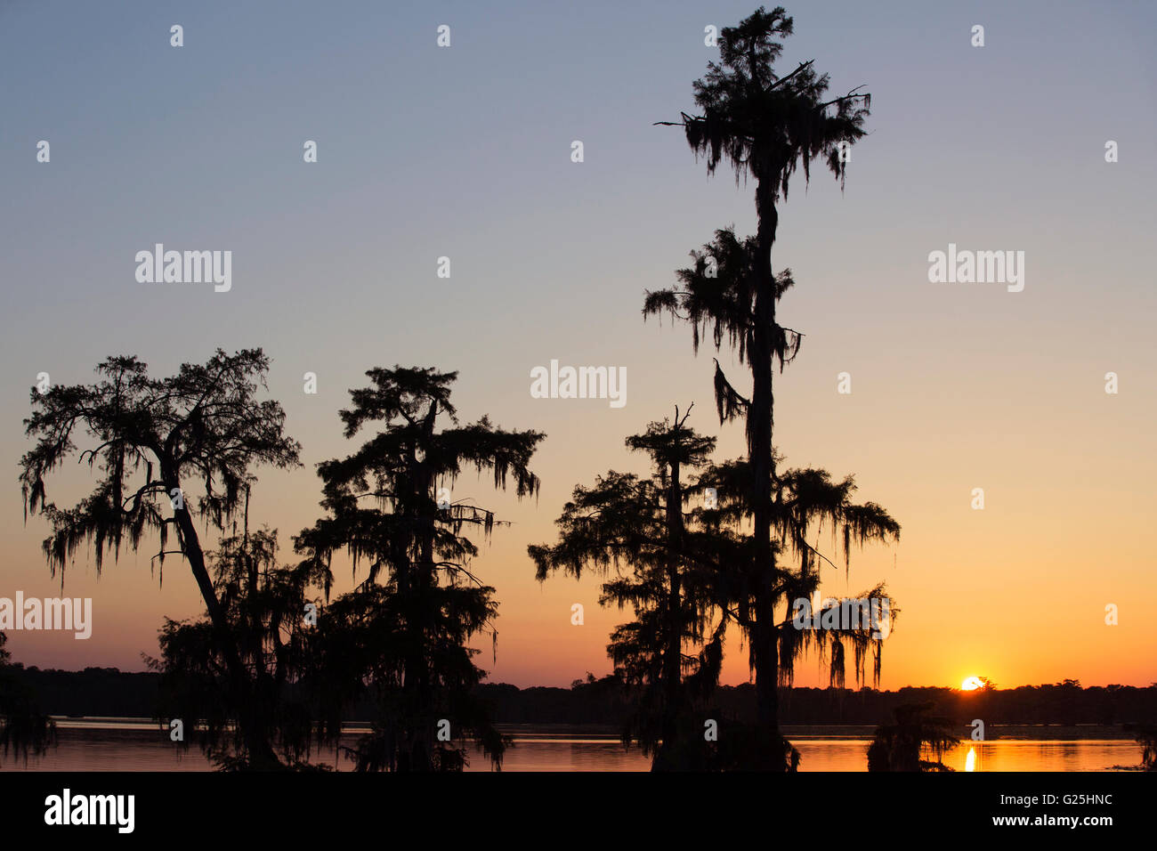 Bald Cypress trees (Taxodium distichum) with Spanish moss (Tillandsia ...