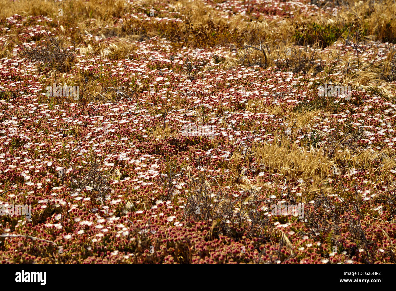 Wild flowers on the malibu beach Stock Photo - Alamy