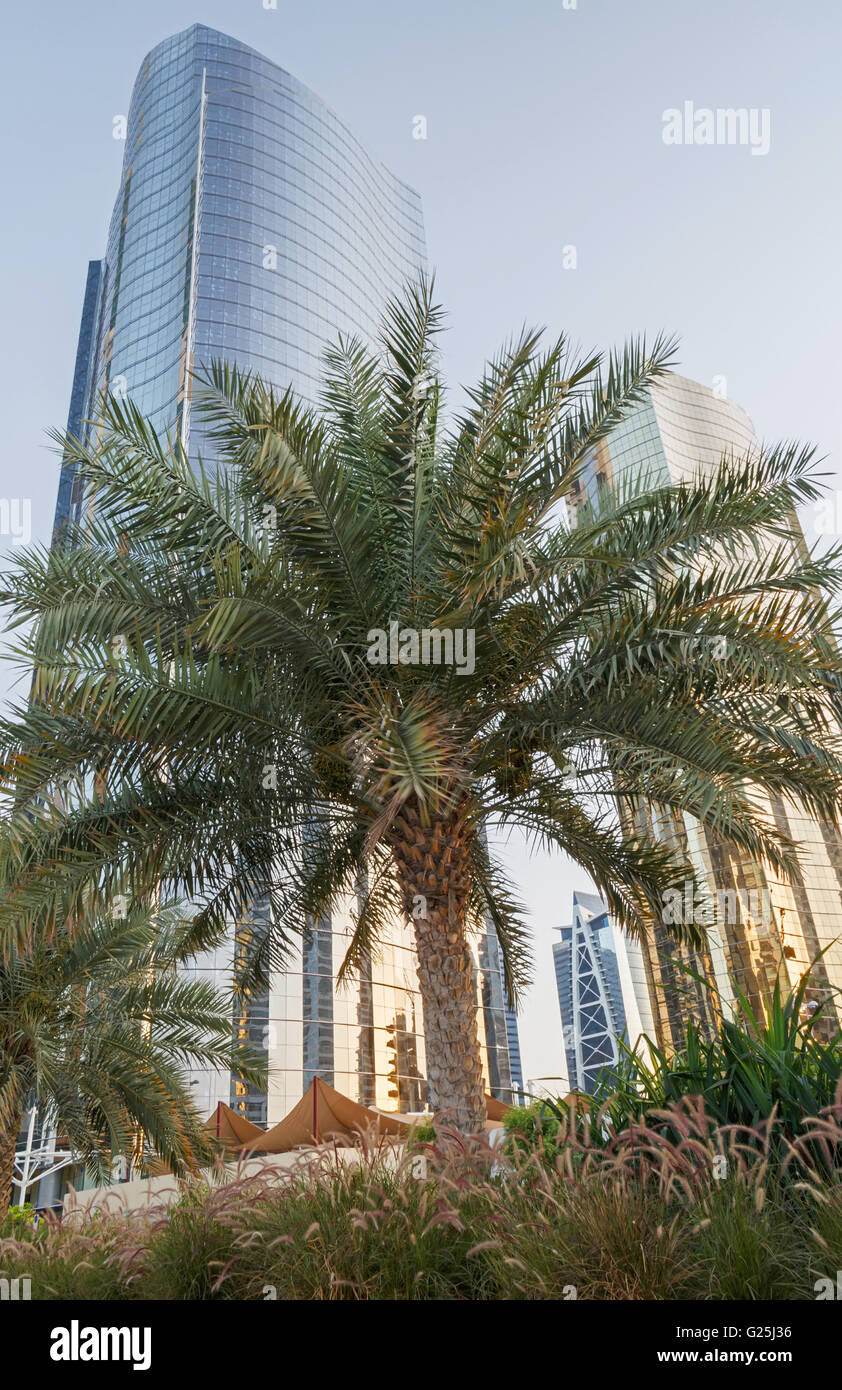 palm tree in front of skyscrapers in Dubai Stock Photo - Alamy