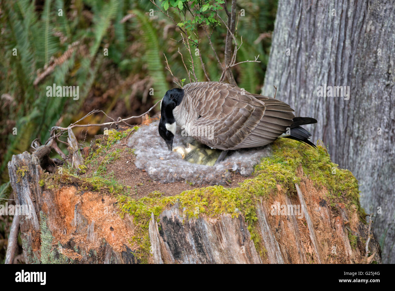 Fall in the hatch hi-res stock photography and images - Alamy