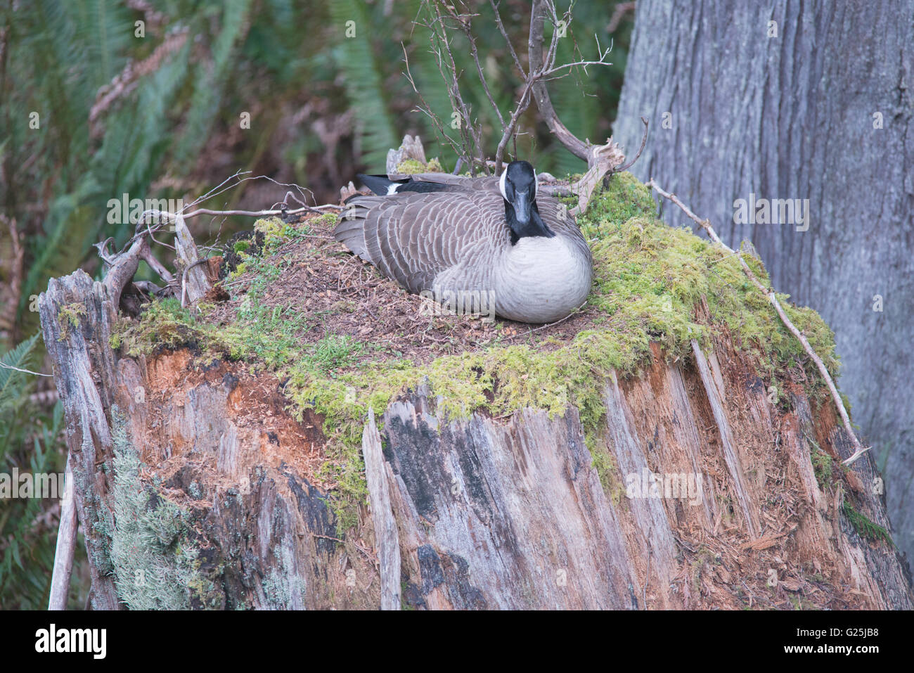 Ready to hatching! 2 Stock Photo - Alamy