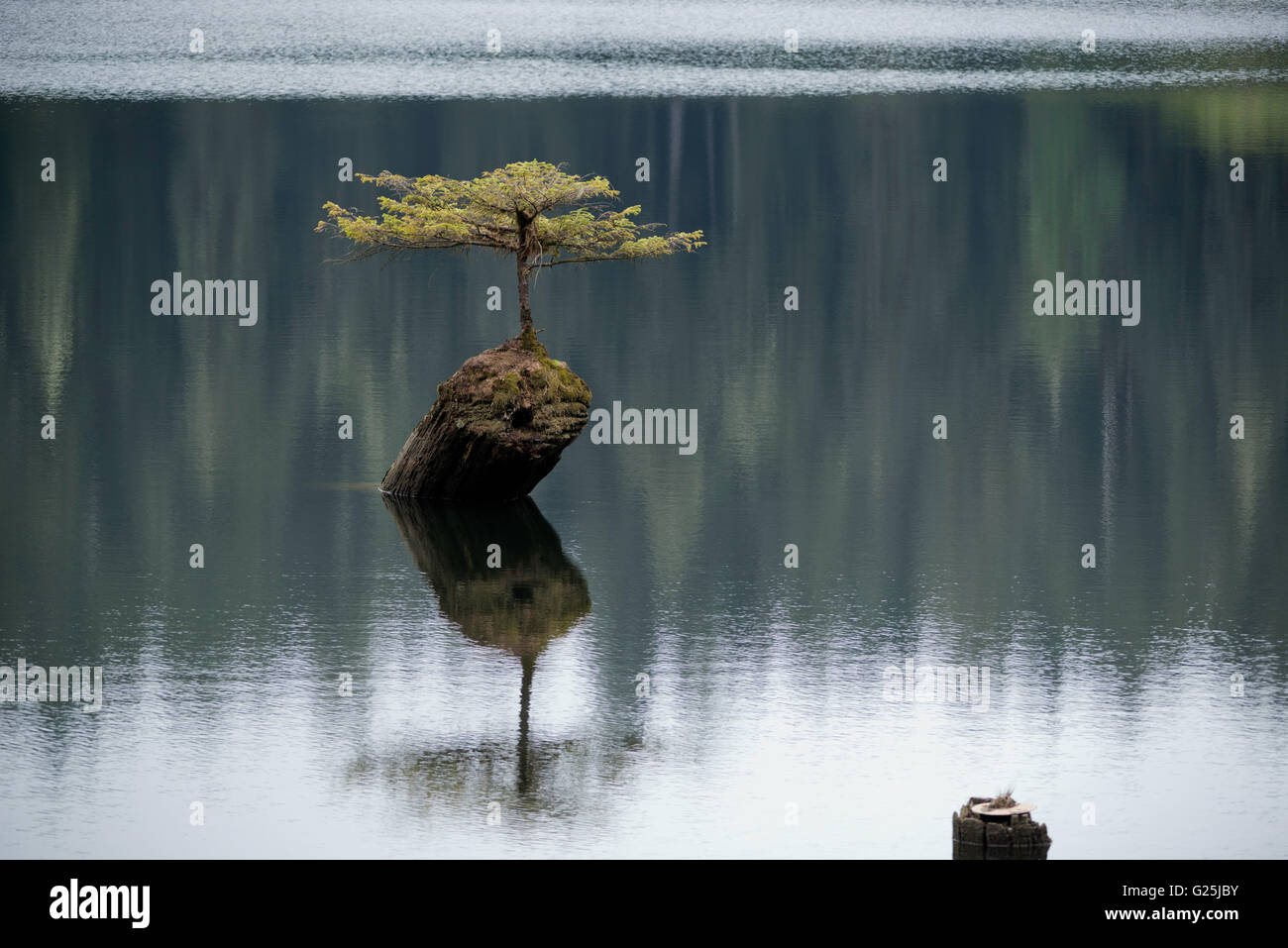 Fir bonsai tree reflection in Fairy Lake, Port Renfrew 2 Stock Photo ...