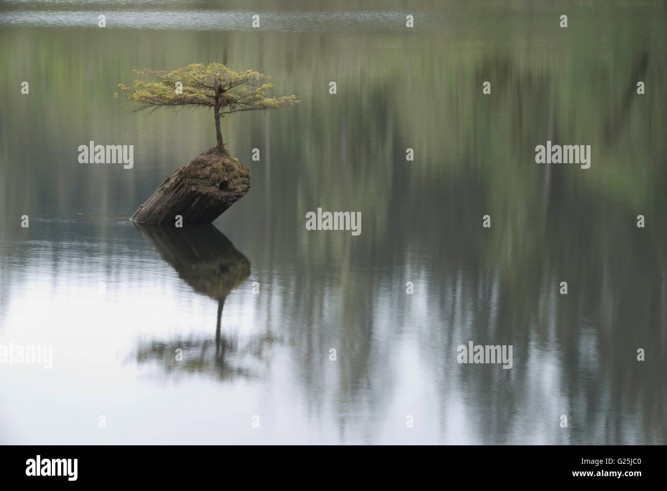Fir bonsai tree reflection in Fairy Lake, Port Renfrew 1 Stock Photo ...