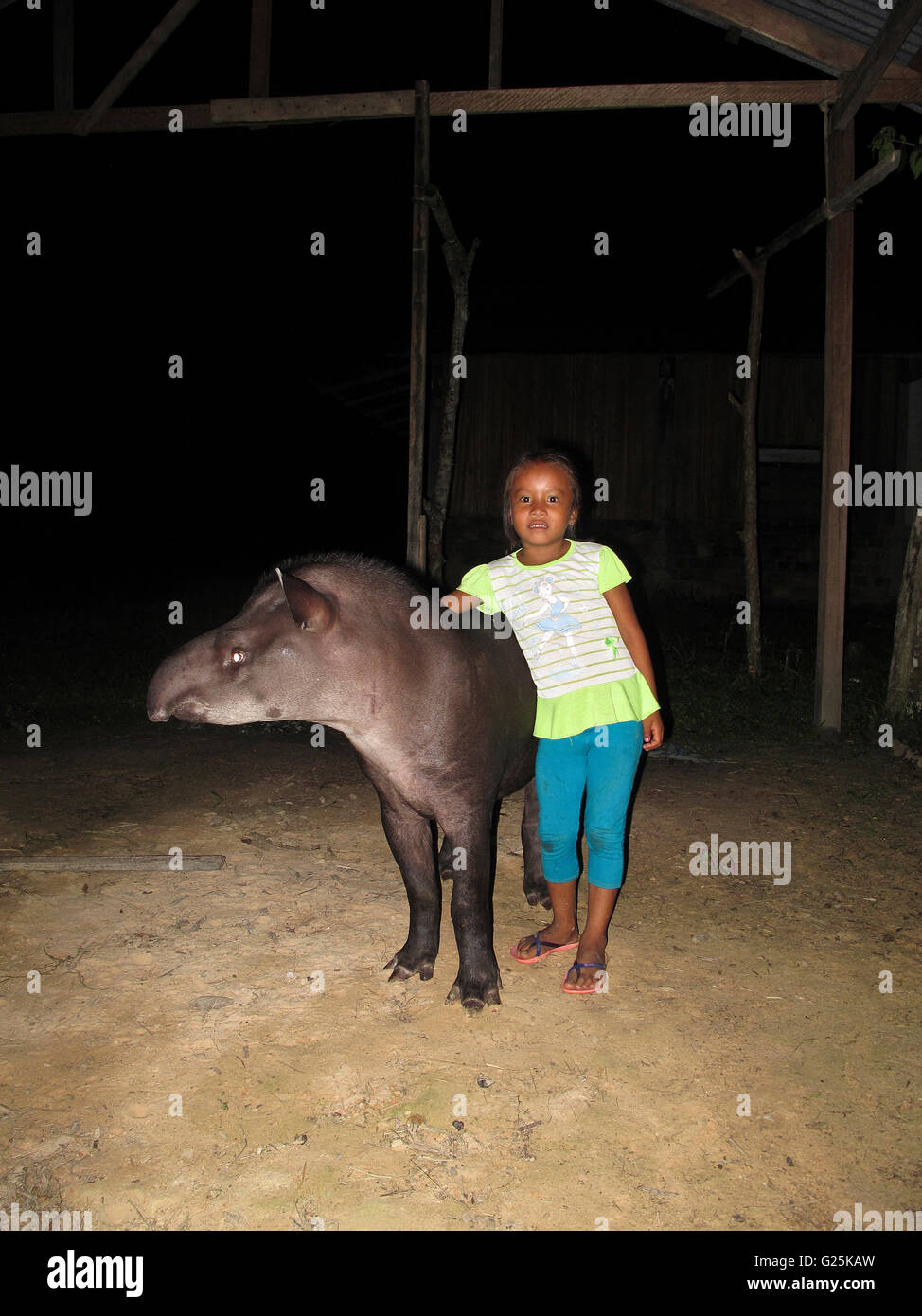 Brazilian tapir (Tapirus terrestris), with kid. Angamos. Amazonas. Peru ...