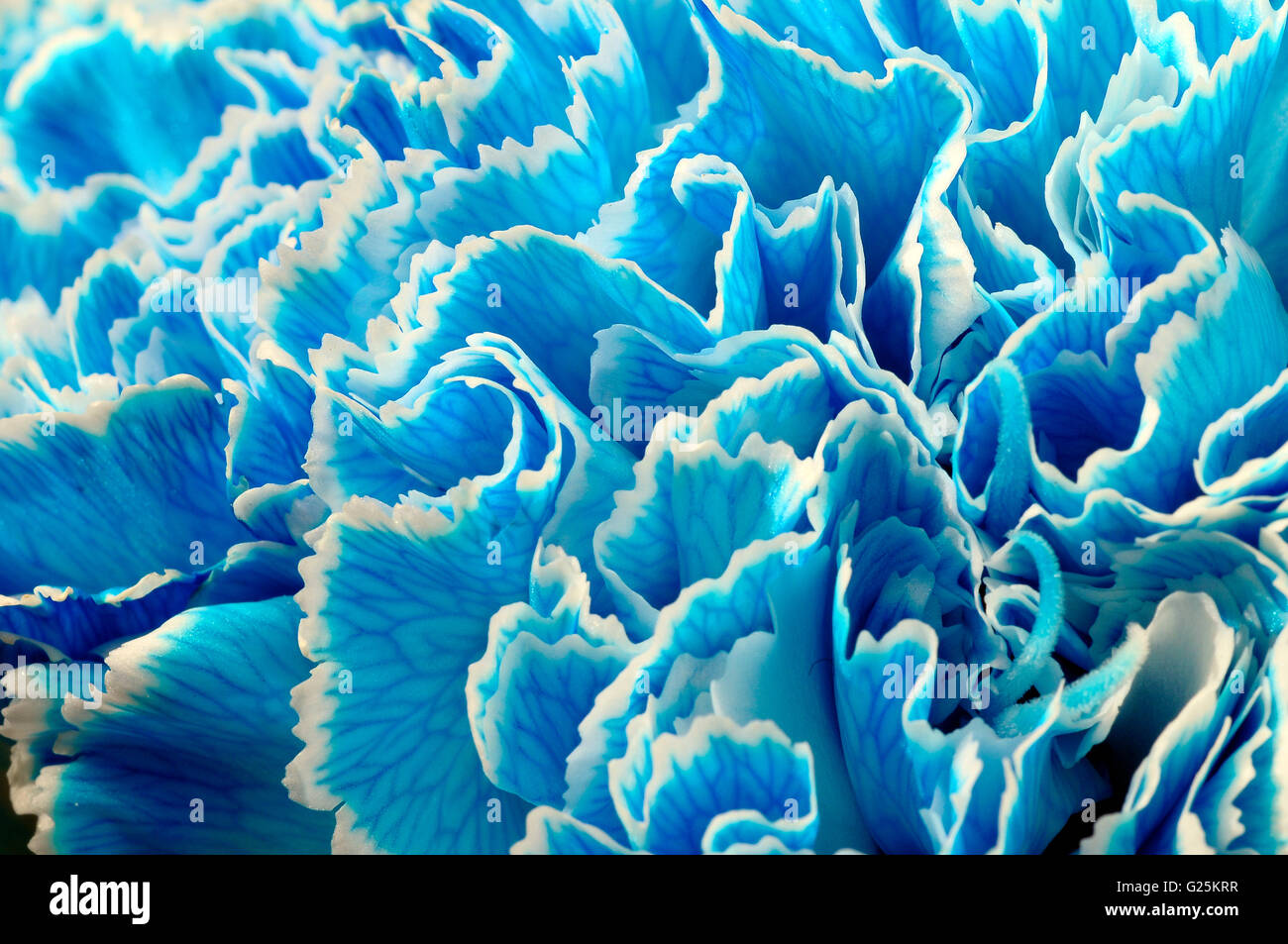 Close up of blue flower carnation details for background Stock Photo ...