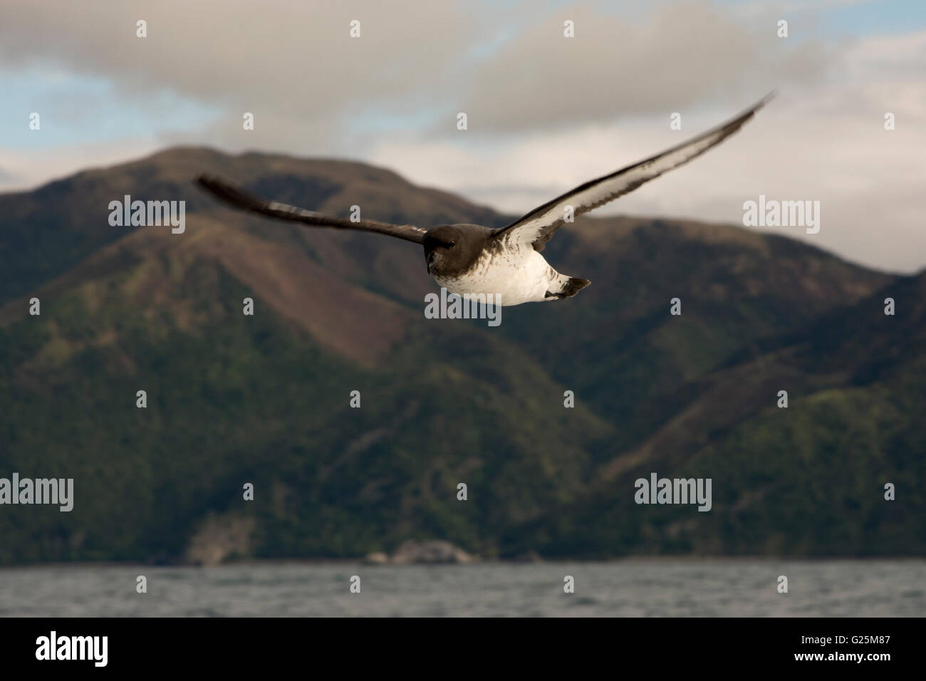 Cape Pigeon Stock Photos & Cape Pigeon Stock Images - Alamy