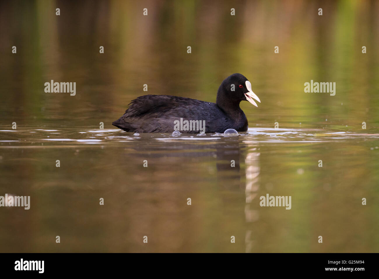 Common spanish birds hi-res stock photography and images - Alamy