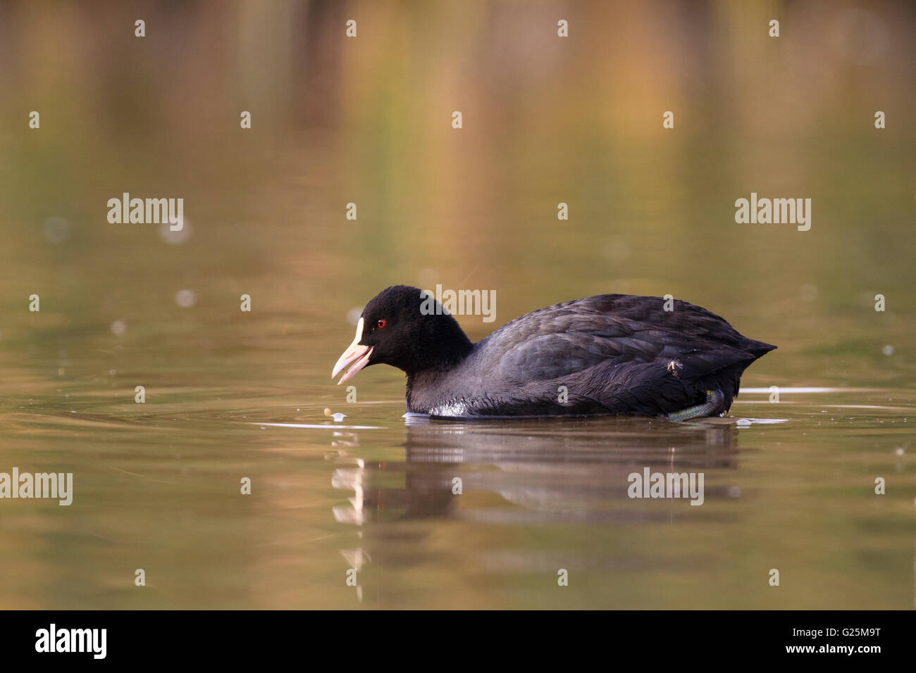 Common spanish birds hi-res stock photography and images - Alamy