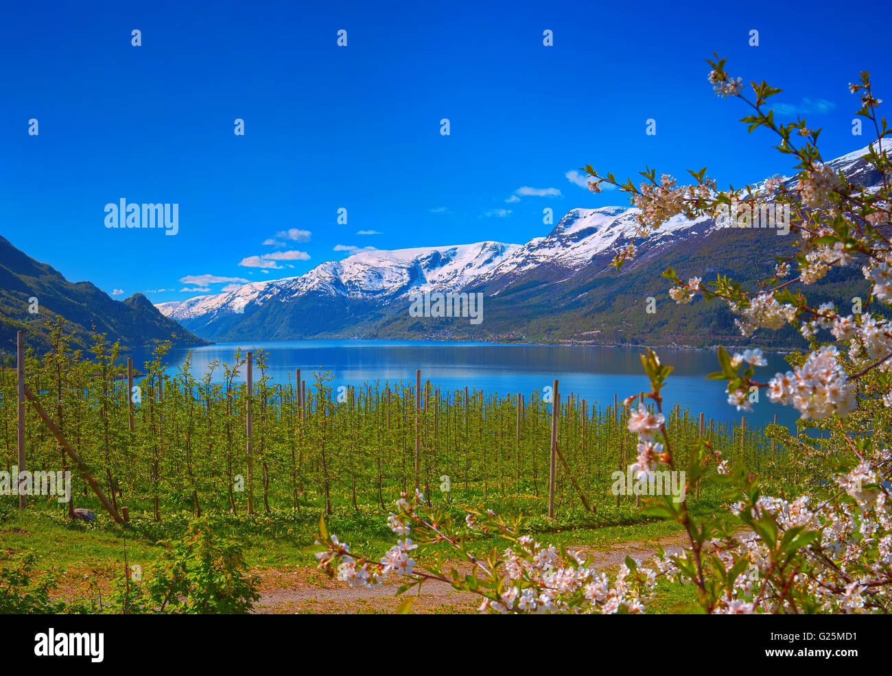 Hardanger fjord in Norway Stock Photo - Alamy
