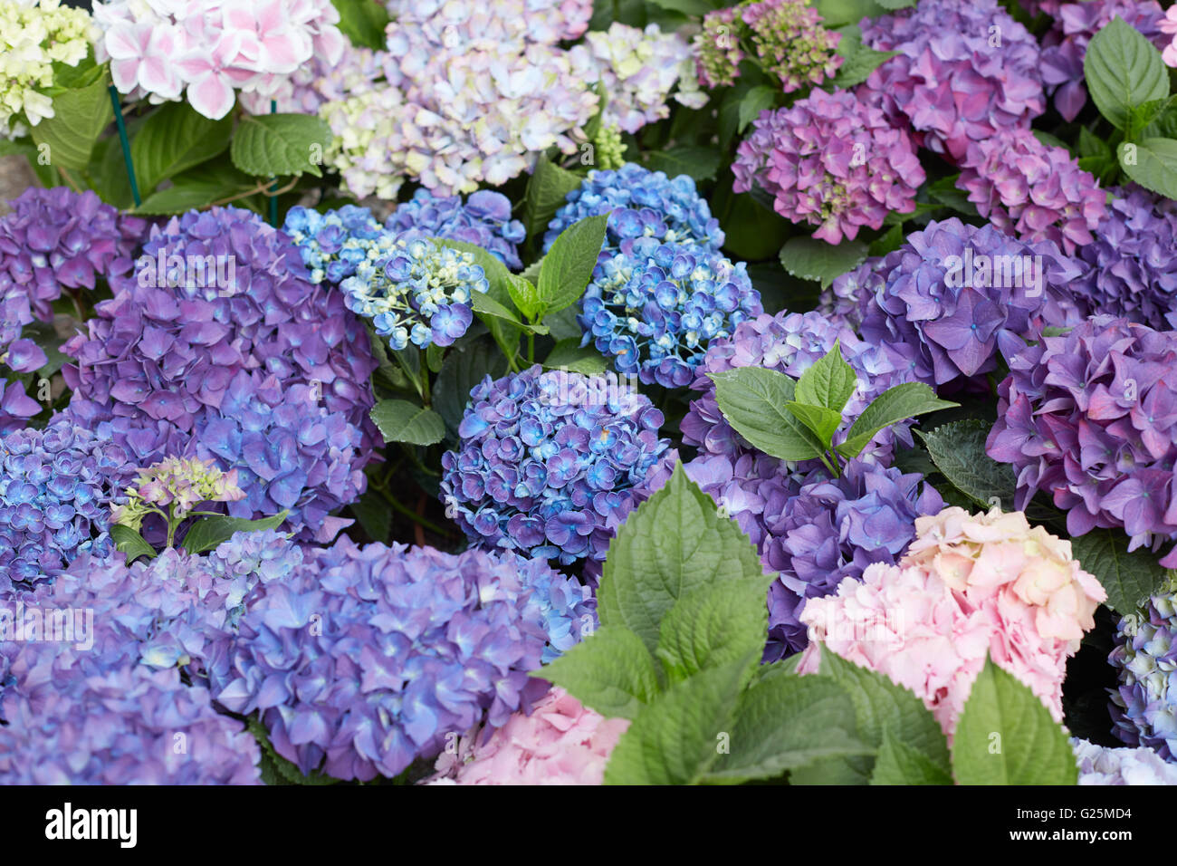 Hydrangeas Background