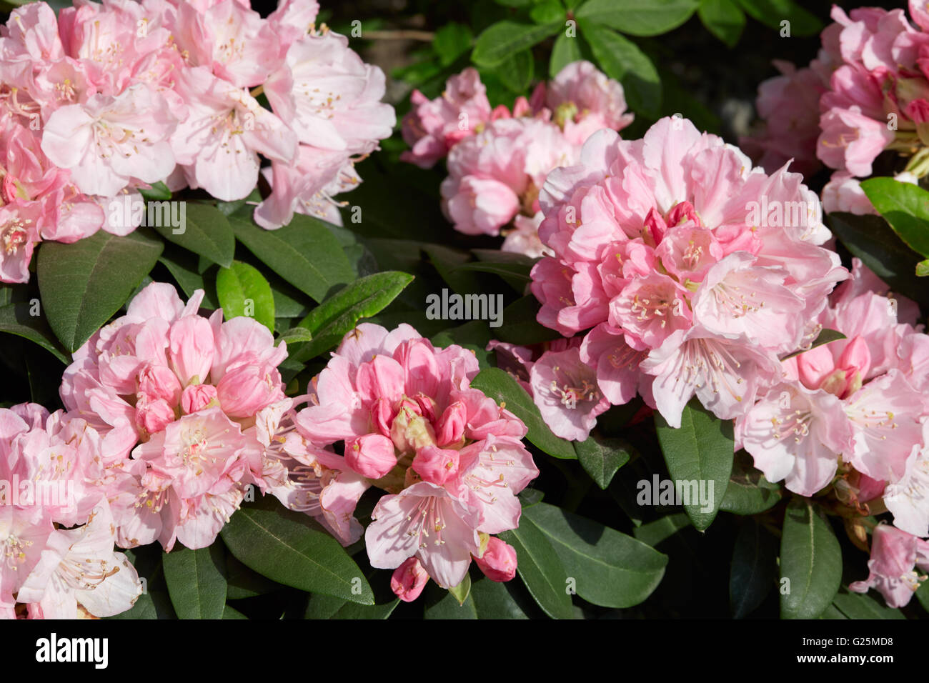 Rhododendron pink flowers background in sunlight Stock Photo - Alamy
