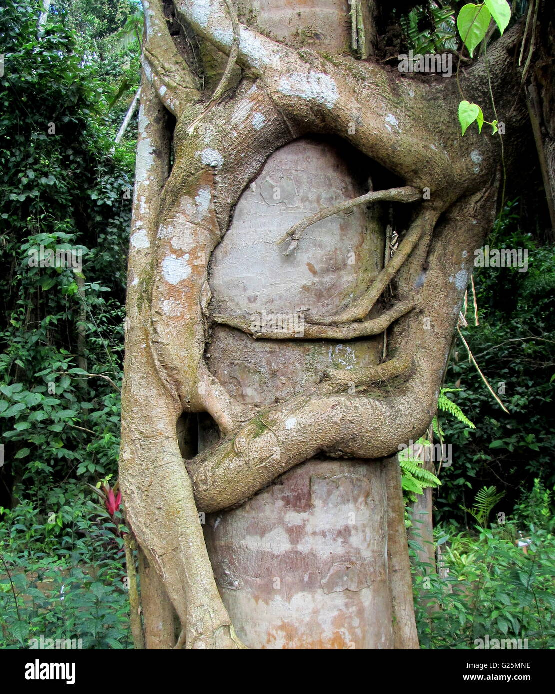 Entangled roots hi-res stock photography and images - Alamy