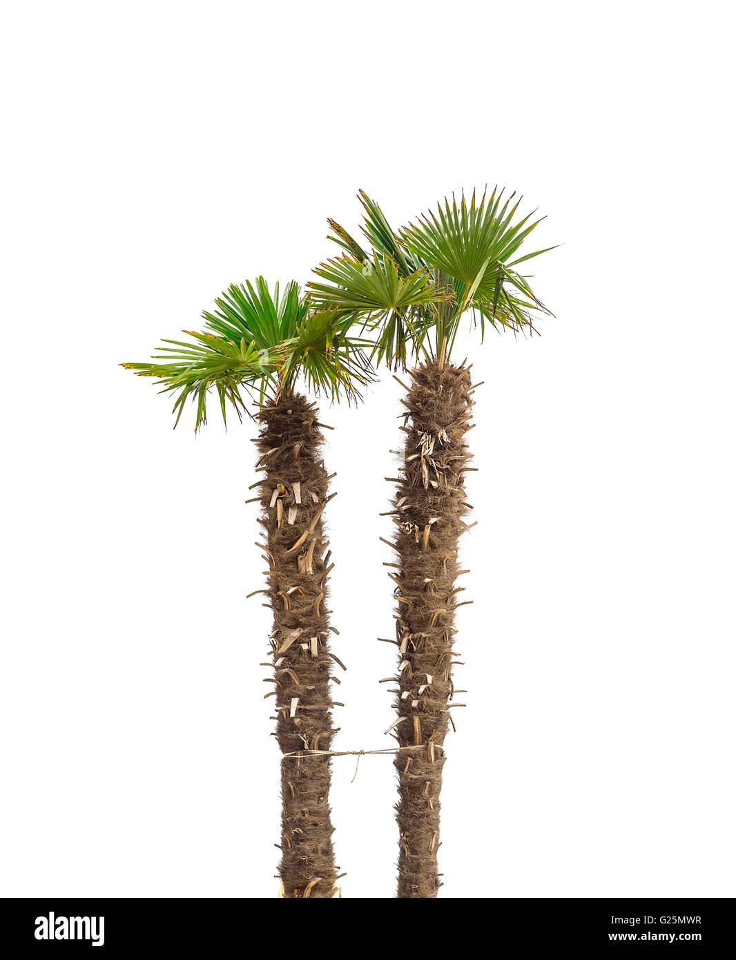 Beach view palm trees Cut Out Stock Images & Pictures - Alamy