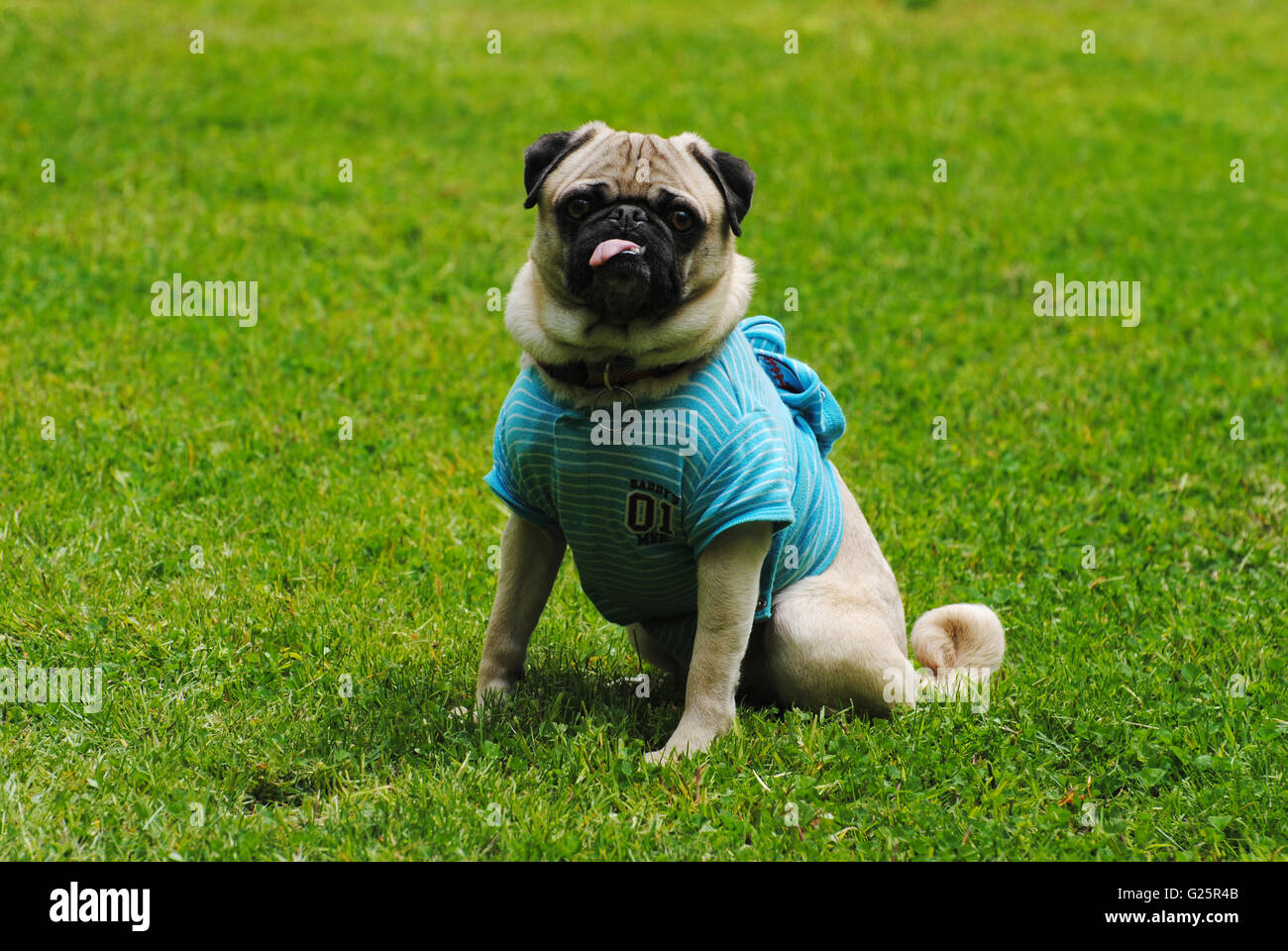 Pug sitting hi-res stock photography and images - Alamy