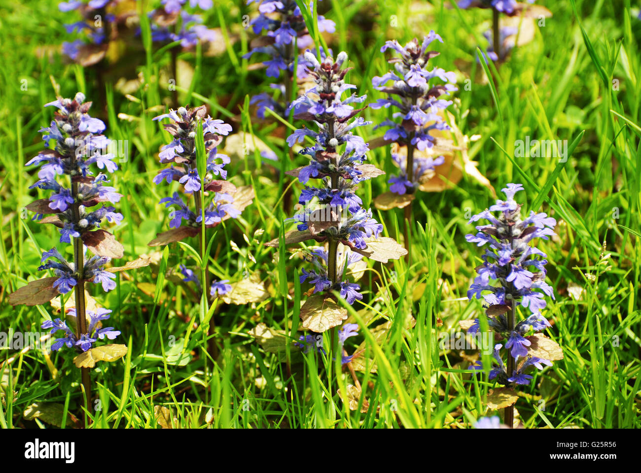 Wild Purple Ajuga Reptans Blooming in Early Spring Stock Photo - Alamy