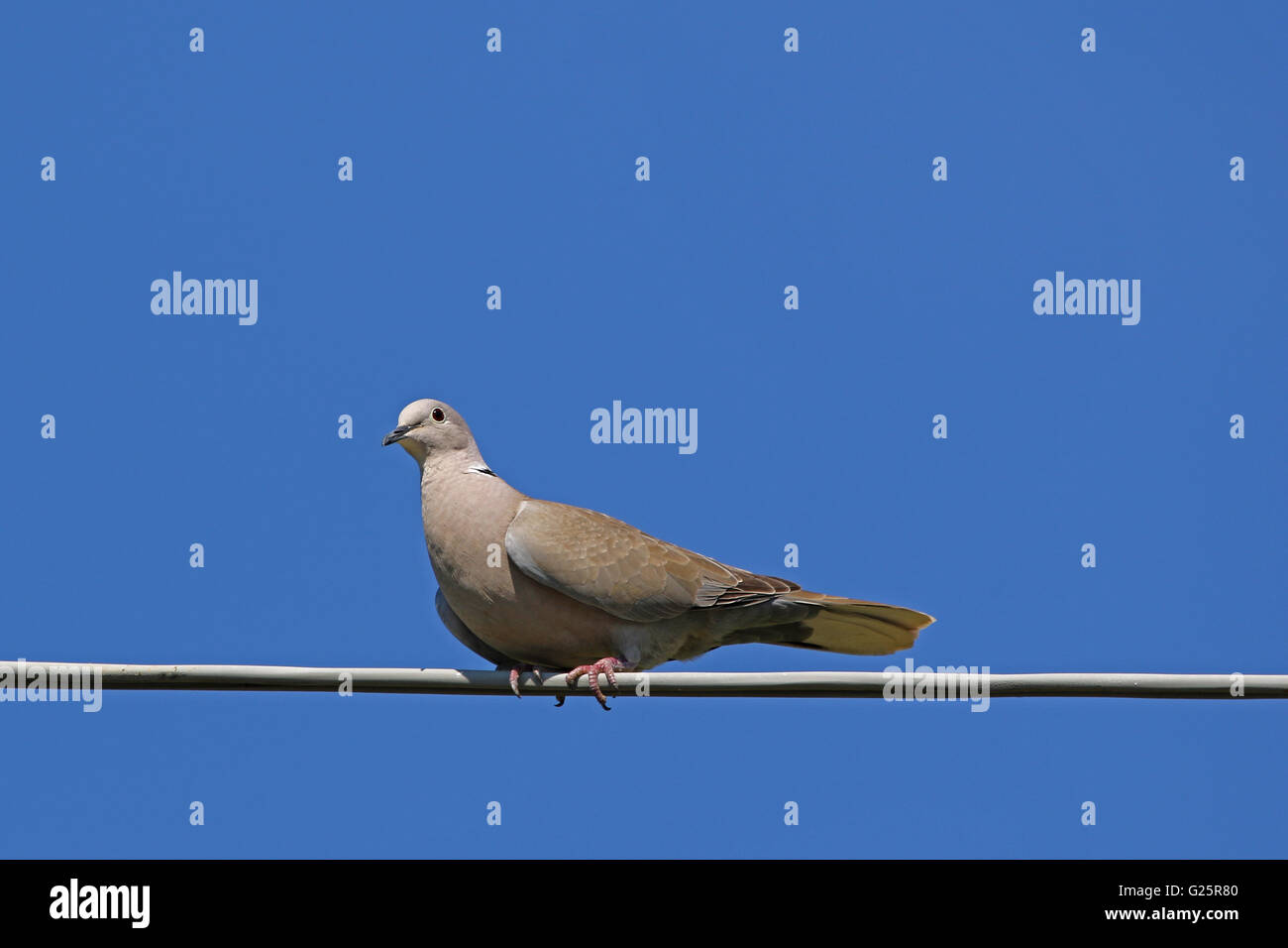 Collard dove fauna hi-res stock photography and images - Alamy