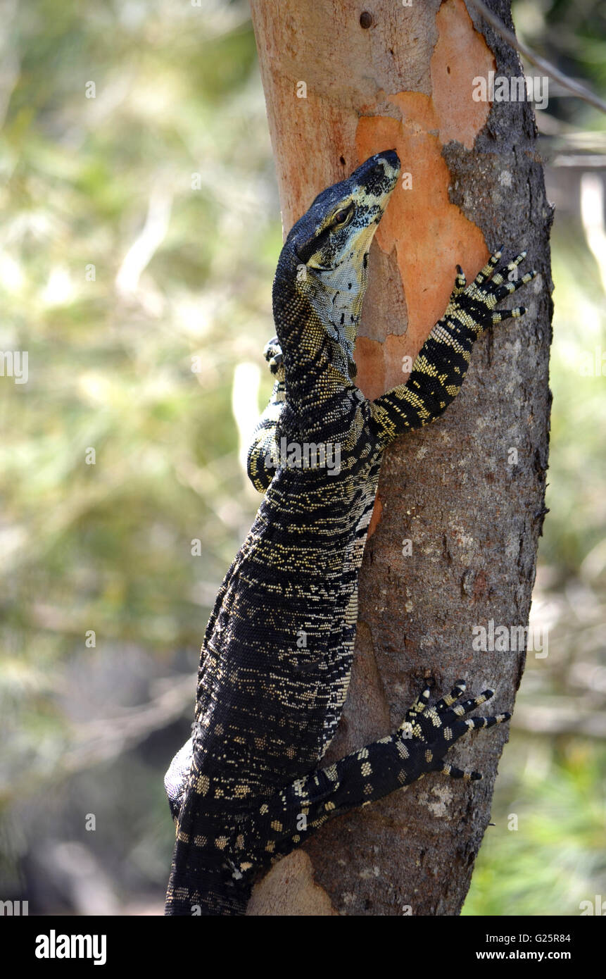 Australian goanna hi-res stock photography and images - Alamy