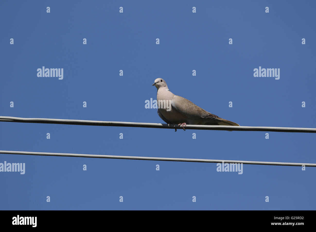Collard dove fauna hi-res stock photography and images - Alamy