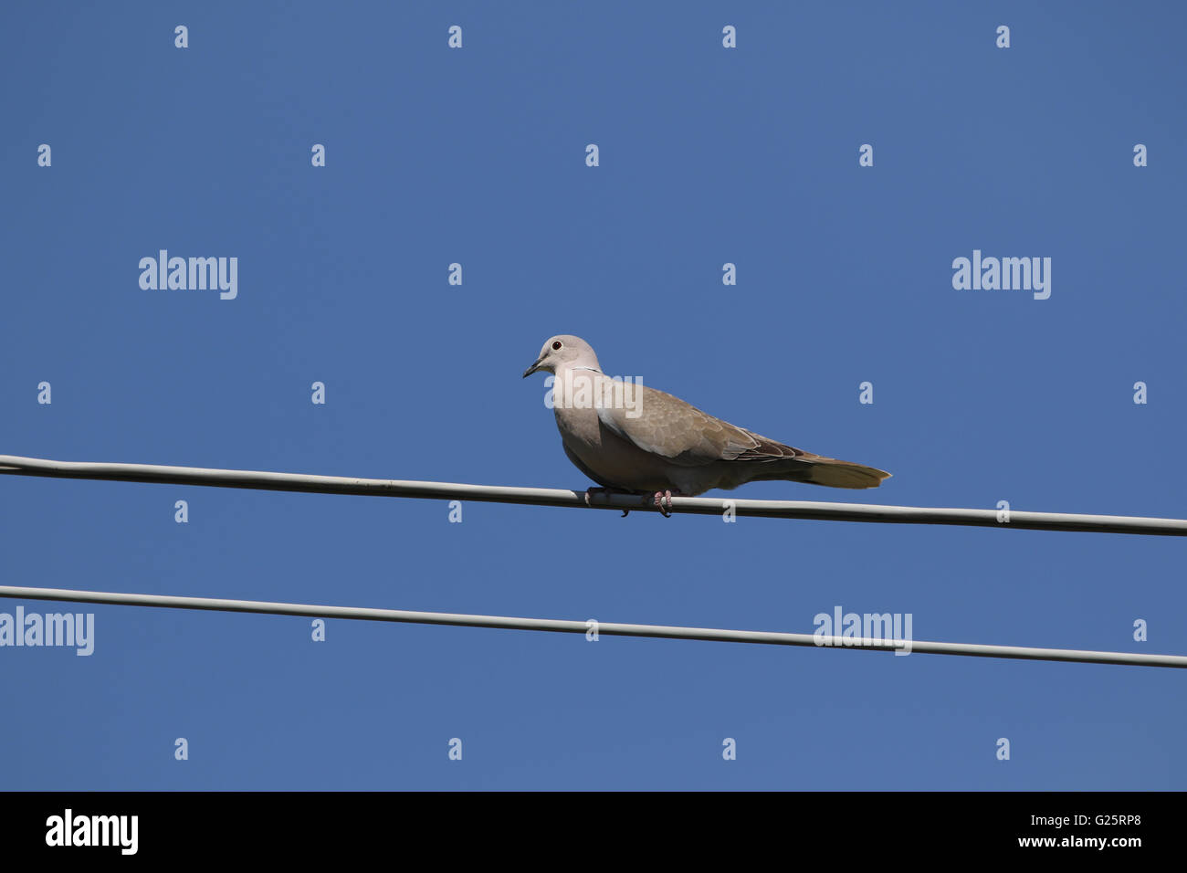 Dove on a wire hi-res stock photography and images - Alamy