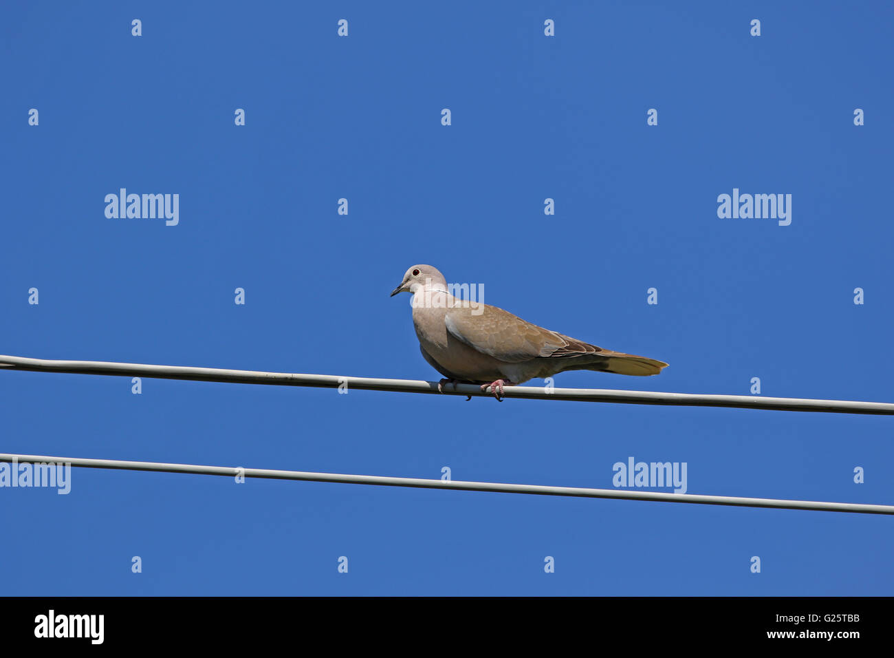 Collard dove fauna hi-res stock photography and images - Alamy