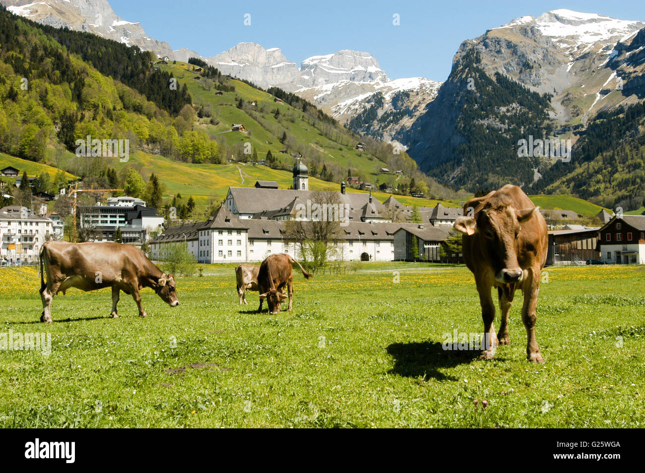 Brown cows in the alpine meadow at Engelberg Stock Photo - Alamy