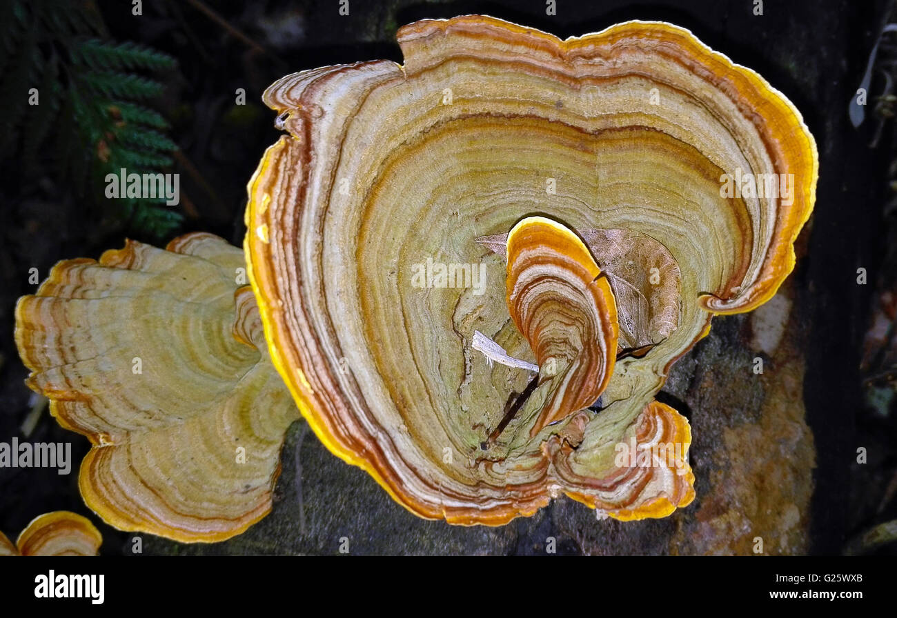 Golden layers of the bracket fungi Stereum ostrea growing on a mossy ...