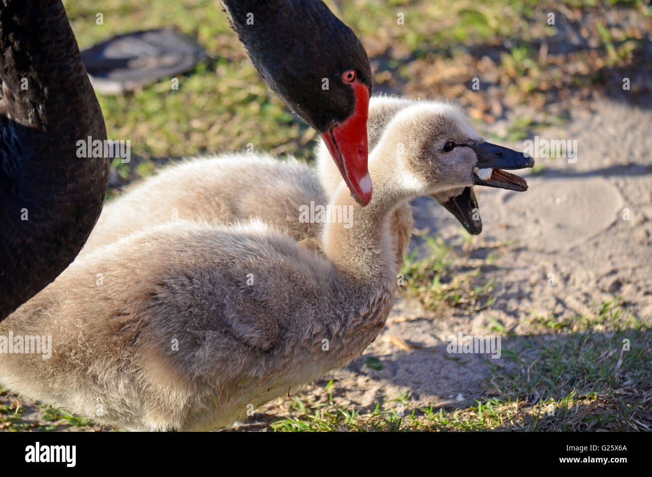 Mother Australian Black Swan and two baby cygnets Stock Photo - Alamy
