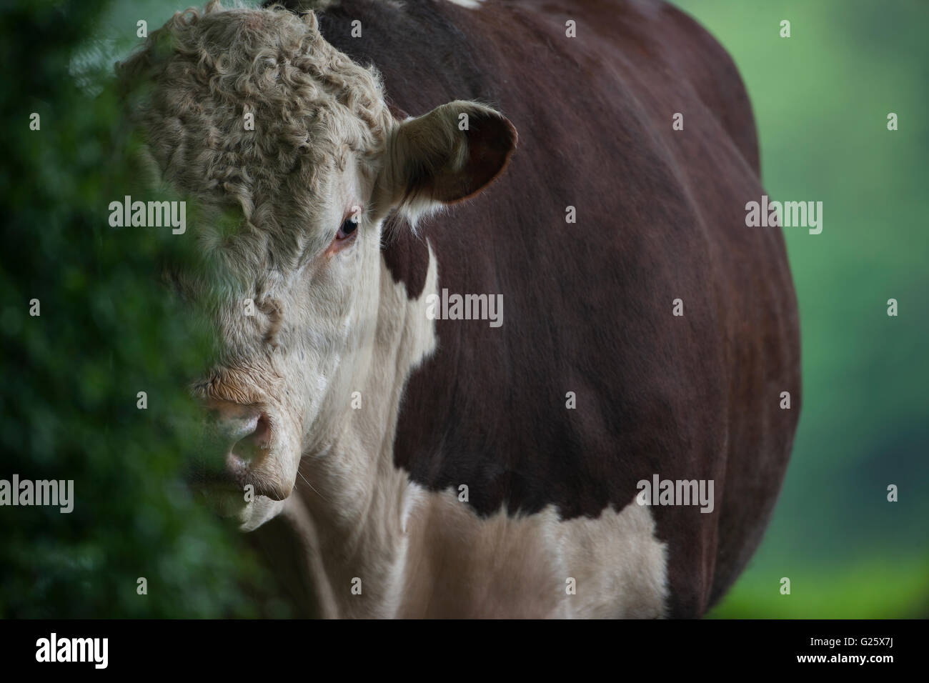 Beef bull uk hi-res stock photography and images - Alamy