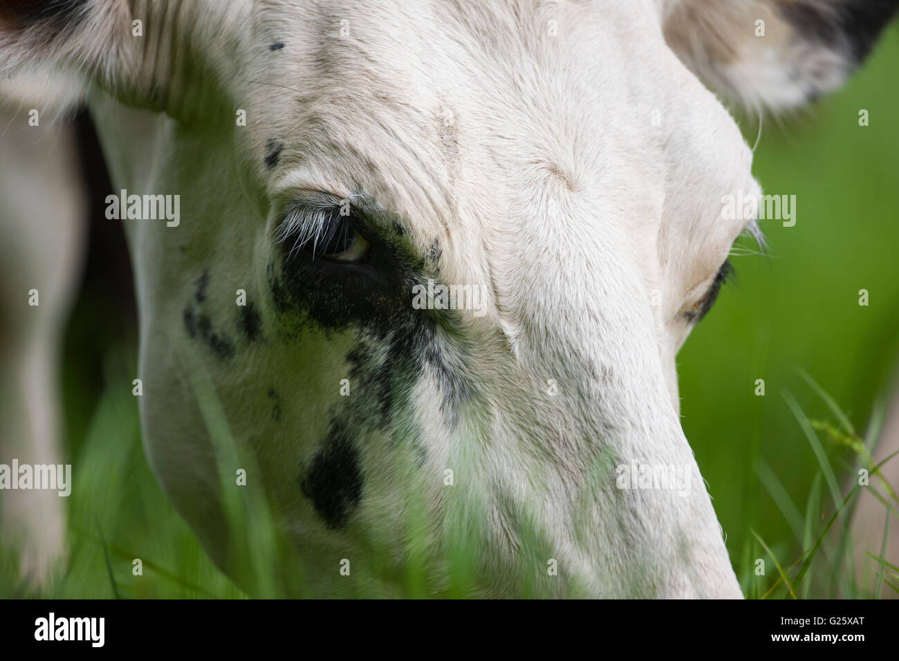 Holstein Cow Face On High Resolution Stock Photography and Images - Alamy