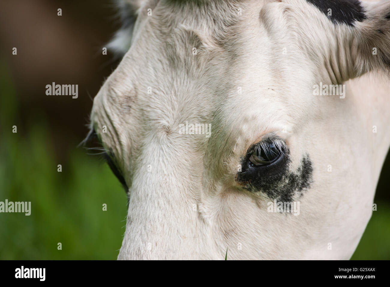 Fresian cow on grazing hi-res stock photography and images - Alamy