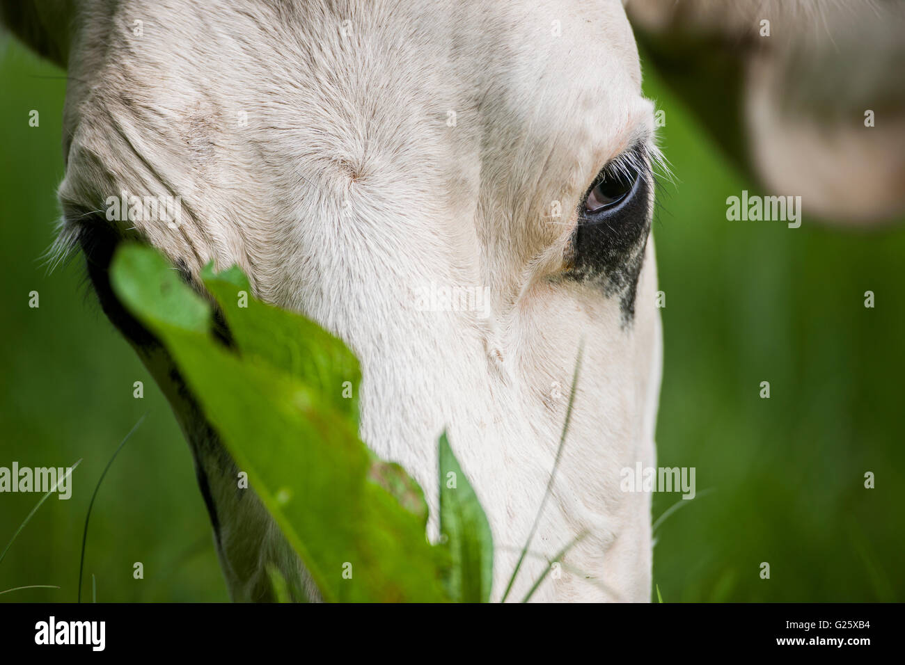 Holstein cow face hi-res stock photography and images - Alamy